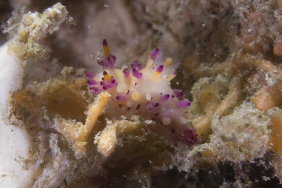 Aegires villosus - Nudibranchs of southwest Australia
