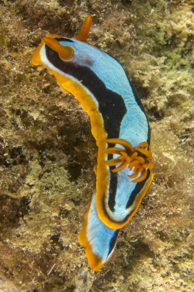 Chromodoris colemani - Nudibranchs of southwest Australia
