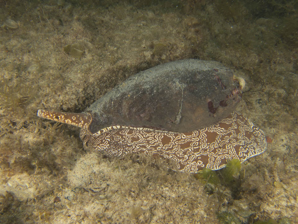 Melo miltonis - Nudibranchs of southwest Australia