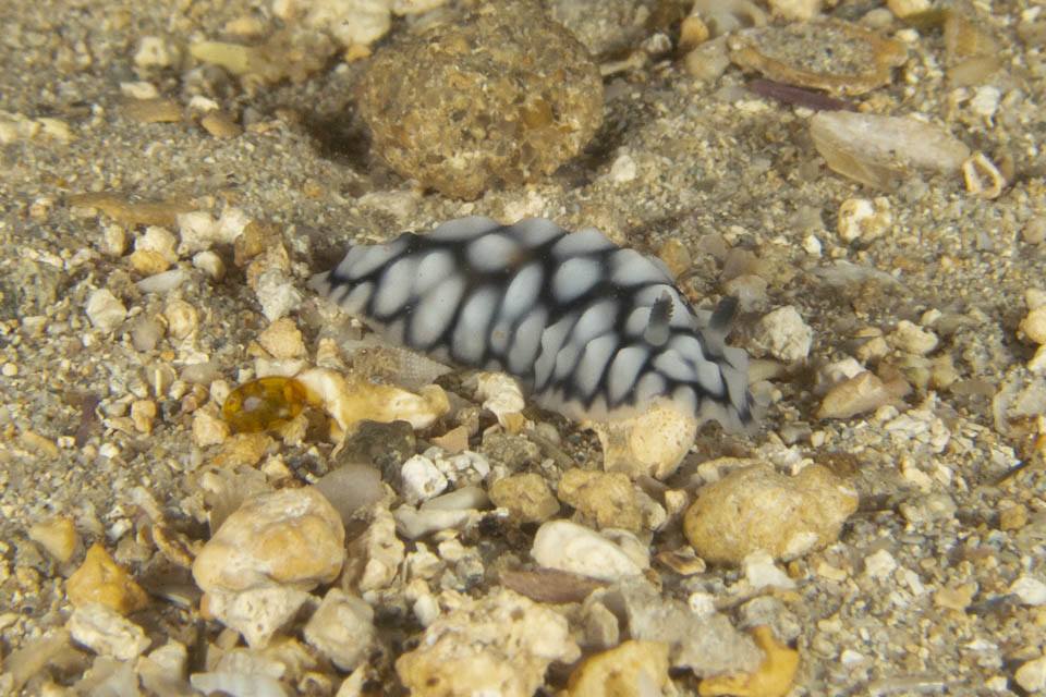 Home - Nudibranchs of southwest Australia