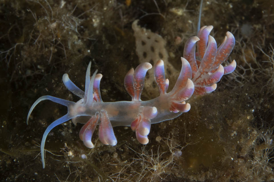 Home - Nudibranchs of southwest Australia