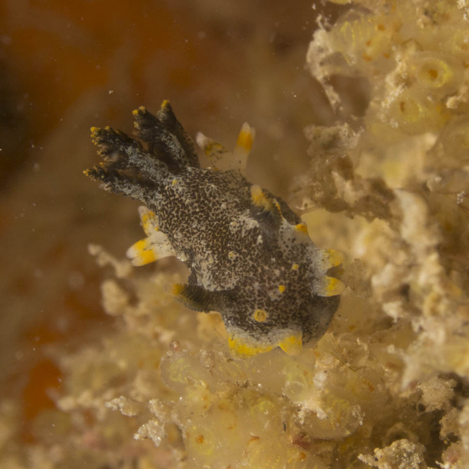 Polycera hedgpethi - Nudibranchs of southwest Australia