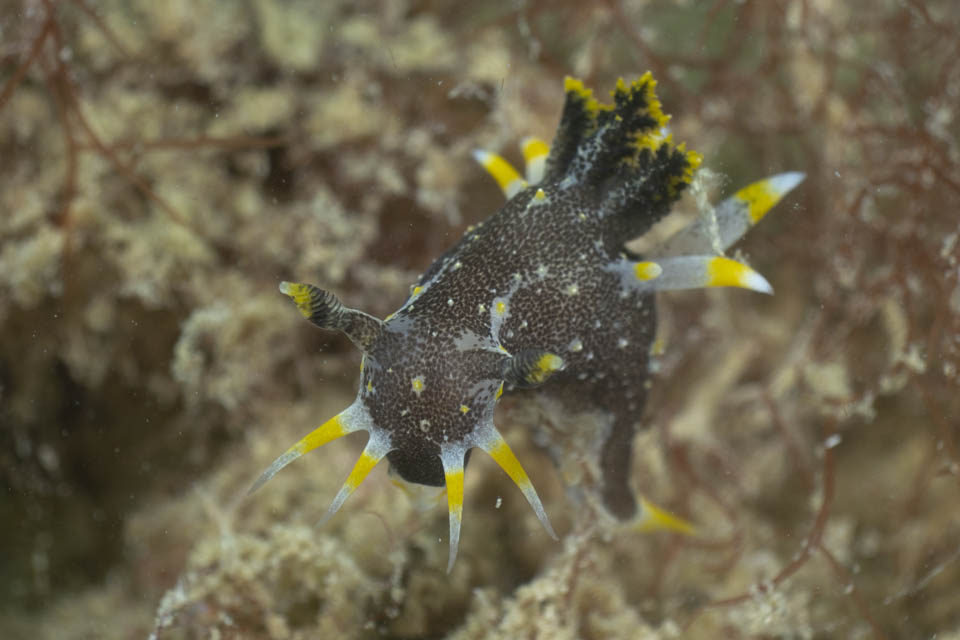 Polycera hedgpethi - Nudibranchs of southwest Australia