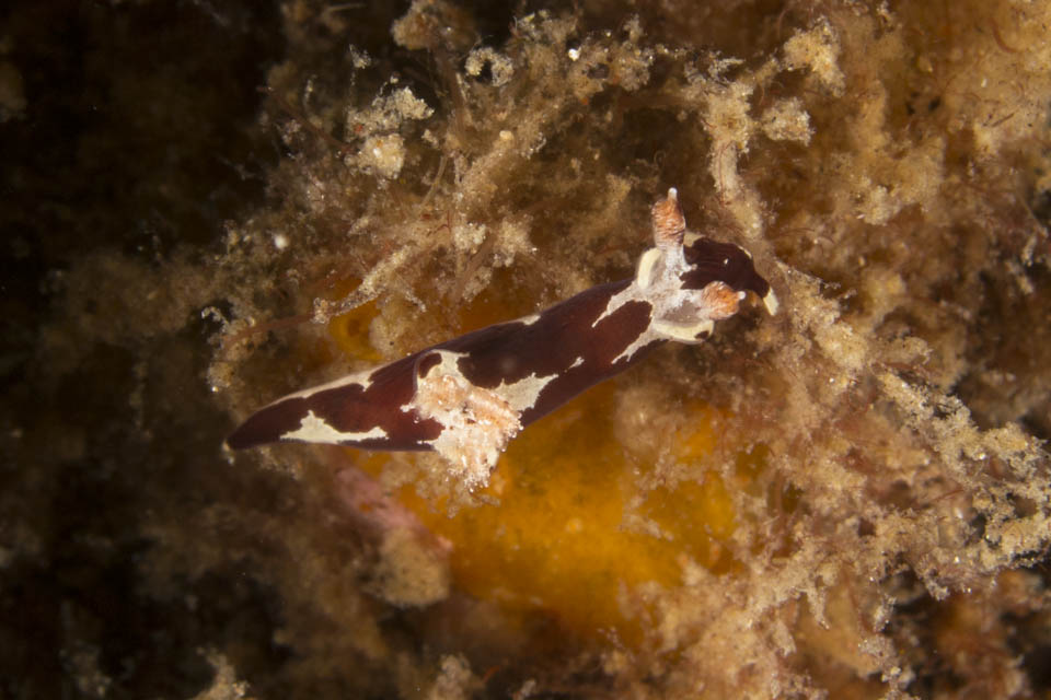 Trapania safracornia - Nudibranchs of southwest Australia