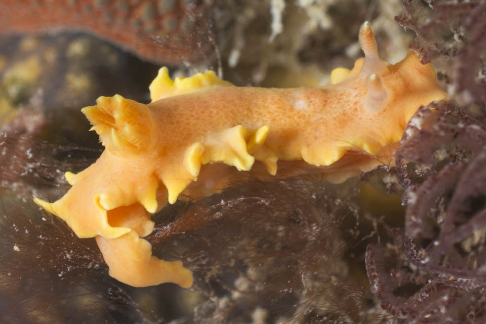 Verconia verconis - Nudibranchs of southwest Australia