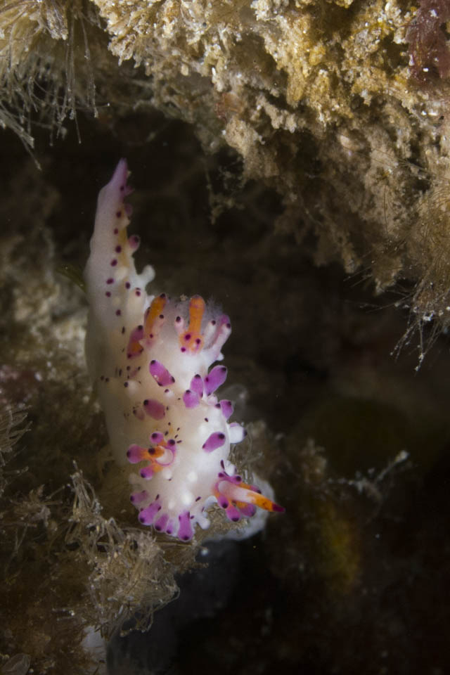 Aegires villosus - Nudibranchs of southwest Australia