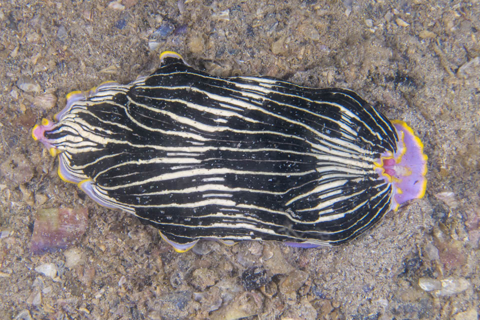 Armina sp 1 - Nudibranchs of southwest Australia