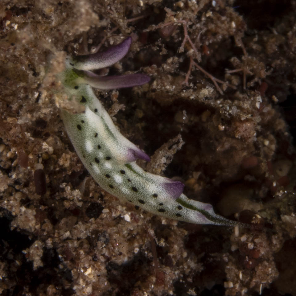 Elysia sp 3 - Nudibranchs of southwest Australia