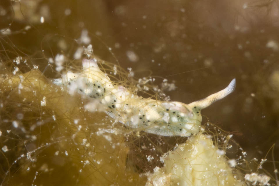 Elysia sp 3 - Nudibranchs of southwest Australia