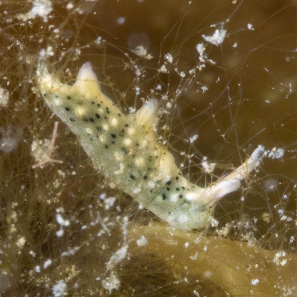 Home - Nudibranchs of southwest Australia