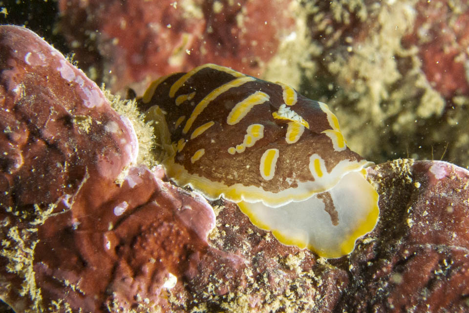 Halgerda theobroma - Nudibranchs of southwest Australia