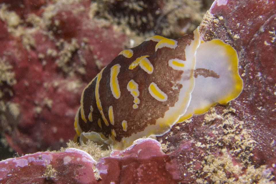 Halgerda theobroma - Nudibranchs of southwest Australia