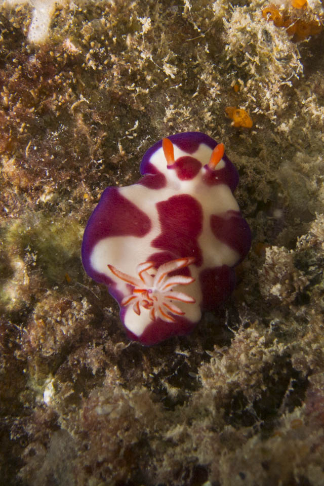 Hypselodoris sp 1 - Nudibranchs of southwest Australia