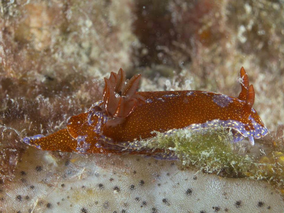 Hypselodoris sp 2 - Nudibranchs of southwest Australia