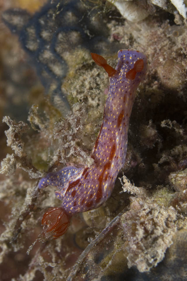 Hypselodoris sp 2 - Nudibranchs of southwest Australia