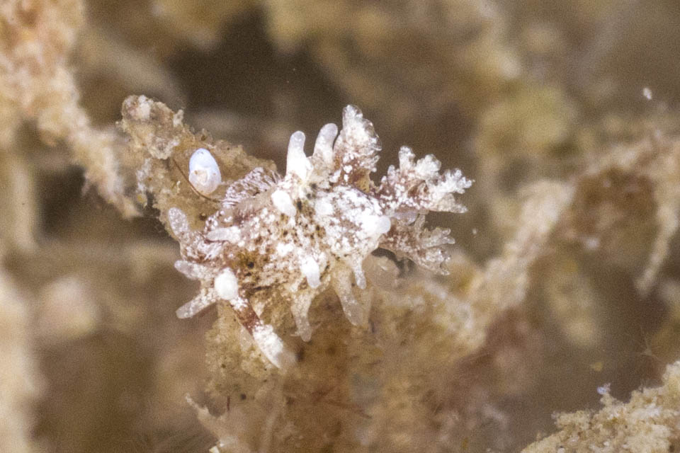 Okenia sp 2 - Nudibranchs of southwest Australia