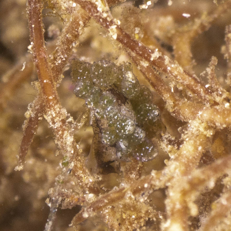 Placida sp 1 - Nudibranchs of southwest Australia