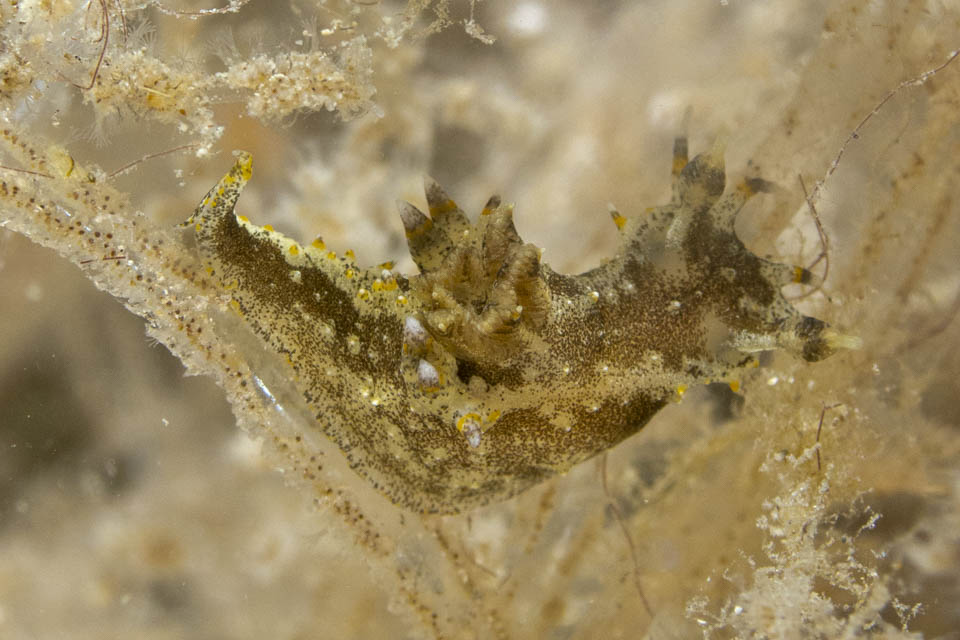 Polycera hedgpethi - Nudibranchs of southwest Australia