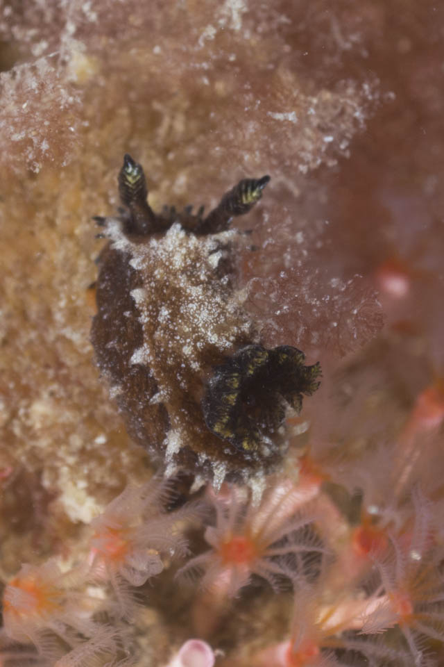 Home - Nudibranchs of southwest Australia