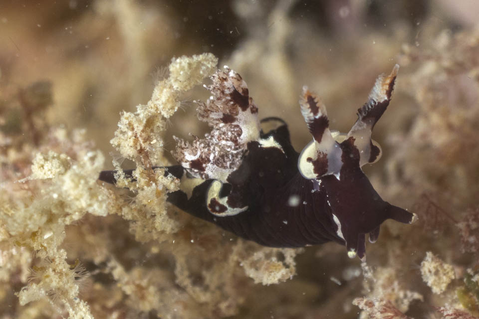 Trapania safracornia - Nudibranchs of southwest Australia