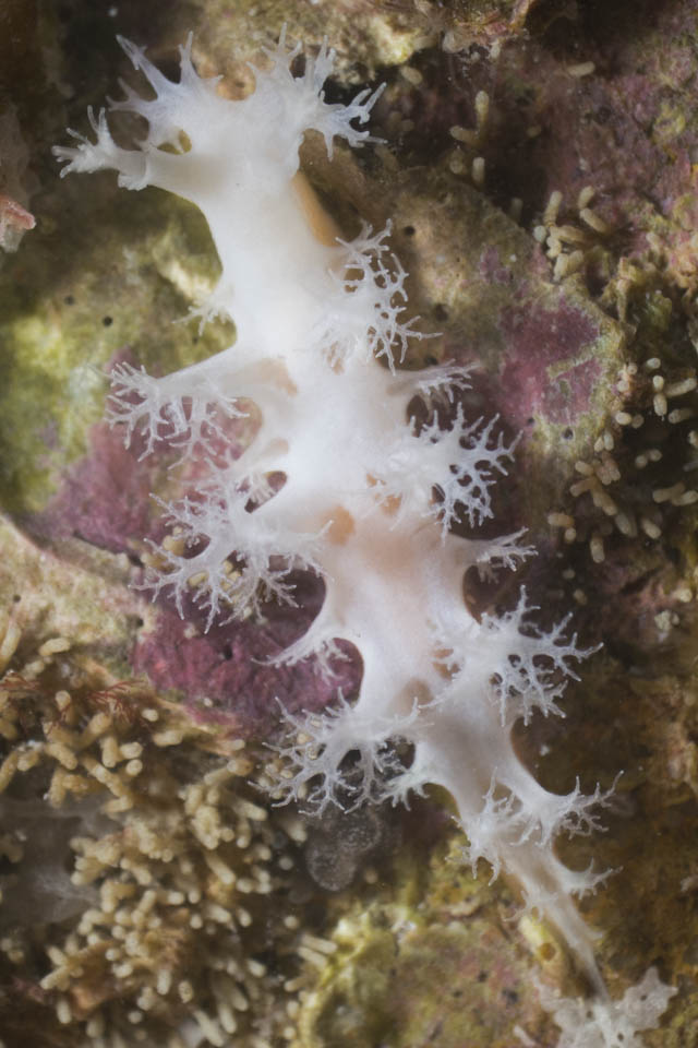 Tritonia sp 1 - Nudibranchs of southwest Australia