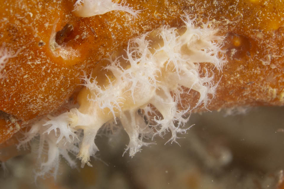 Tritonia sp 1 - Nudibranchs of southwest Australia